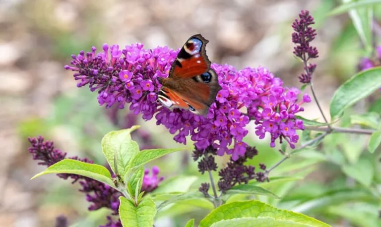 Discover the Beauty of the Purple Butterfly Bush: Growing and Care ...